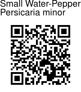 Persicaria minor - Small Water-Pepper