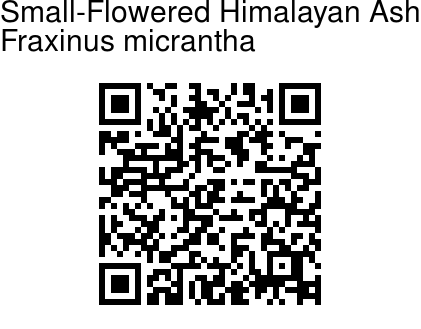 Fraxinus micrantha - Small-Flowered Himalayan Ash