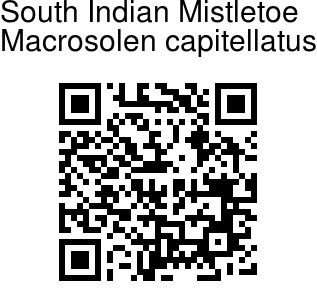Macrosolen capitellatus - South Indian Mistletoe