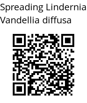 Vandellia diffusa - Spreading Lindernia