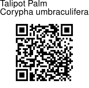 Corypha umbraculifera - Talipot Palm