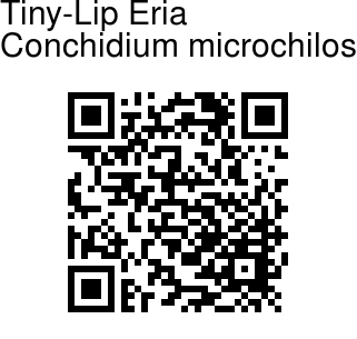 Conchidium microchilos - Tiny-Lip Eria