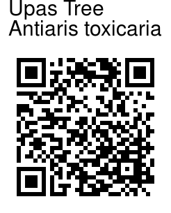 Antiaris toxicaria - Upas Tree