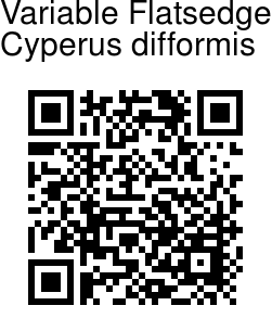 Cyperus difformis - Variable Flatsedge