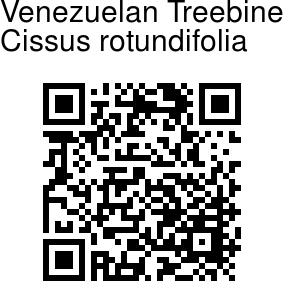 Cissus rotundifolia - Venezuelan Treebine