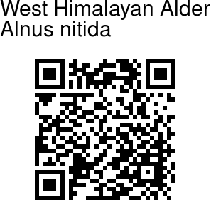 Alnus nitida - West Himalayan Alder