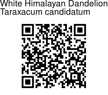 Taraxacum candidatum - White Himalayan Dandelion