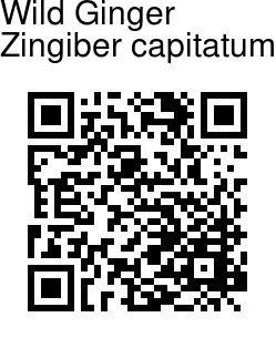Zingiber capitatum - Wild Ginger