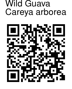 Careya arborea - Wild Guava