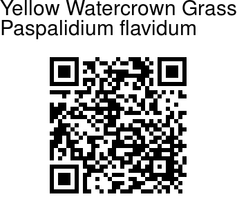 Paspalidium flavidum - Yellow Watercrown Grass