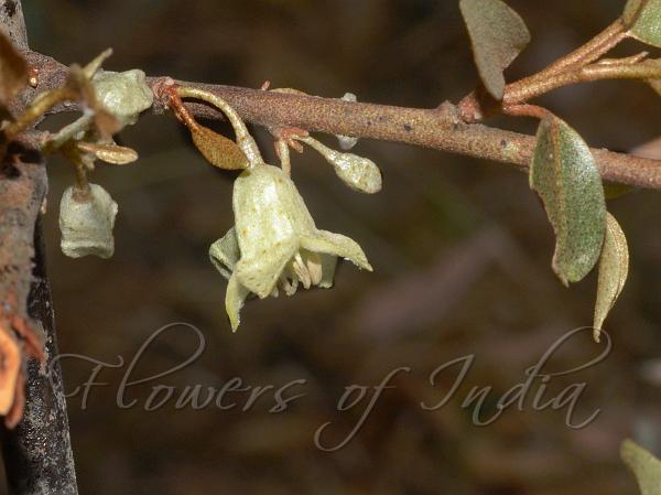 Elaeagnus infundibularis - Funnel-Flower Silverberry