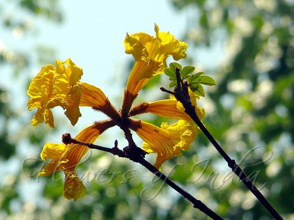 Handroanthus chrysotrichus - Golden-Haired Trumpet Tree