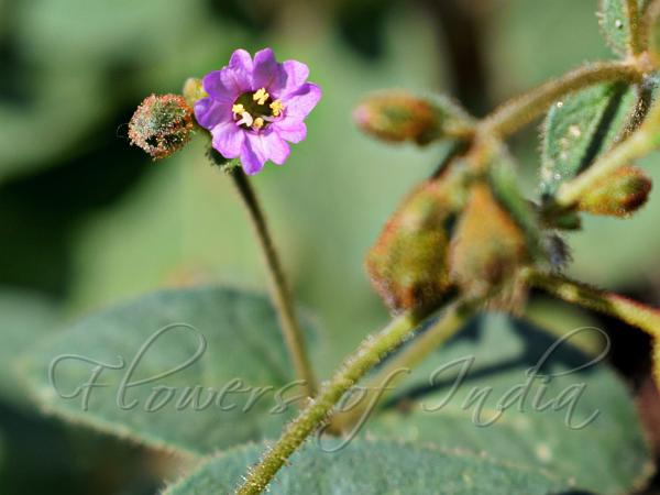 Mirabilis himalaica - Himalayan Wonder-Flower