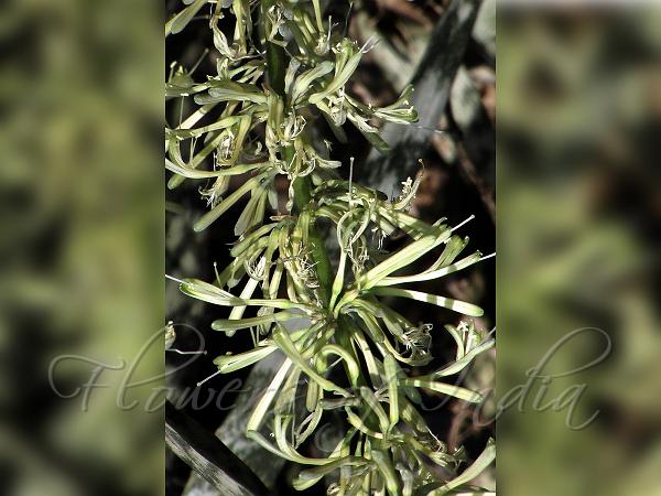 Sansevieria roxburghiana - Indian Bowstring Hemp