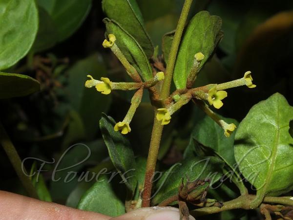 Buddleja indica - Indoor Oak