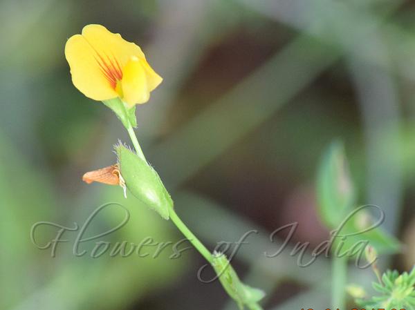 Zornia quilonensis - Kollam Zornia