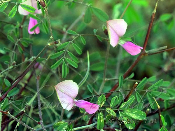 Tephrosia maxima - Large Tephrosia