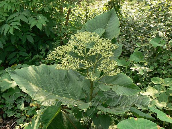Leea macrophylla - Large-Leaf Leea