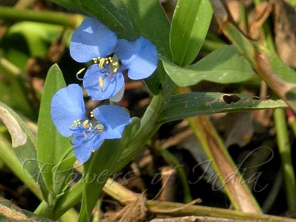 Commelina longifolia - Long-Leaf Dayflower