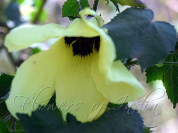 Hibiscus lunariifolius - Lunaria-Leaf Hibiscus