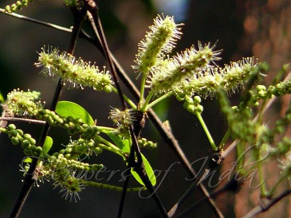Terminalia neotaliala - Madagascar Almond Tree