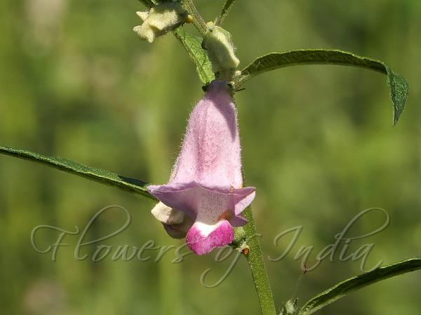 Sesamum indicum subsp. malabaricum - Malabar Sesame