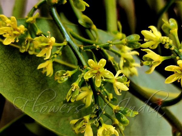 Ailanthus triphysa - Malabar Tree of Heaven