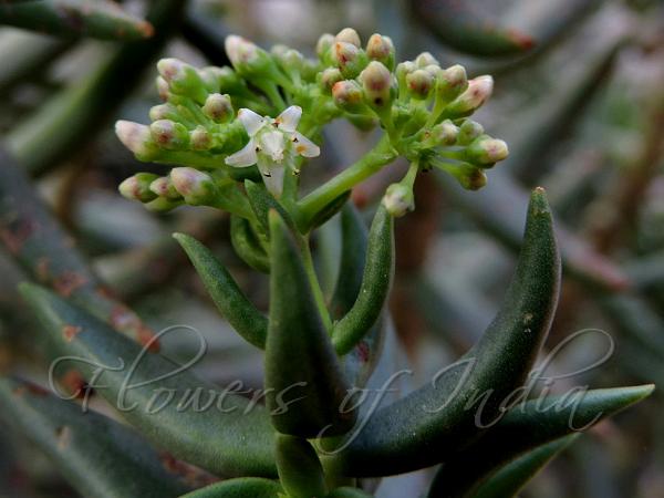 Crassula tetragona - Miniature Pine Tree