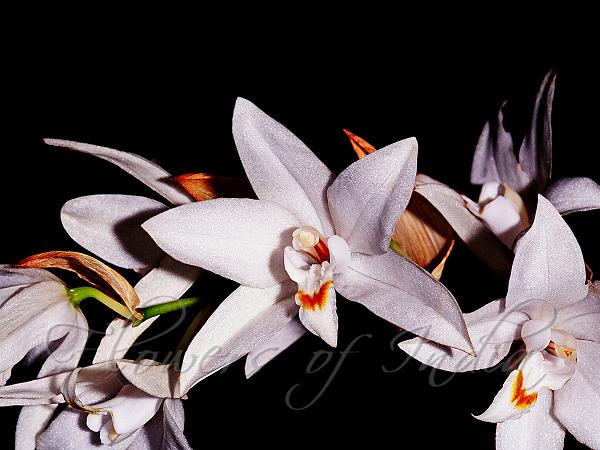 Coelogyne mossiae - Nilgiri Coelogyne