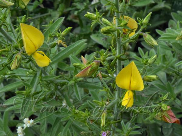 Crotalaria paniculata - Panicled Rattlepod