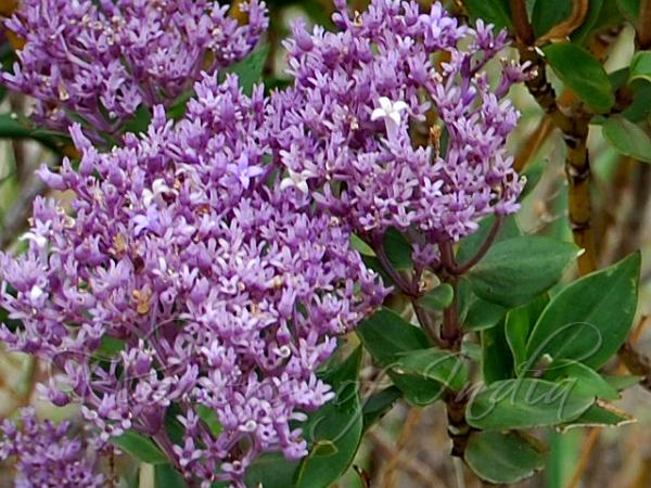 Hedyotis purpurascens - Purple Hedyotis