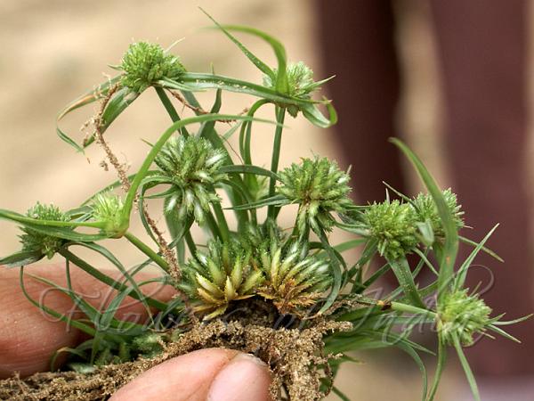Cyperus michelianus subsp. pygmaeus - Pygmy Sedge
