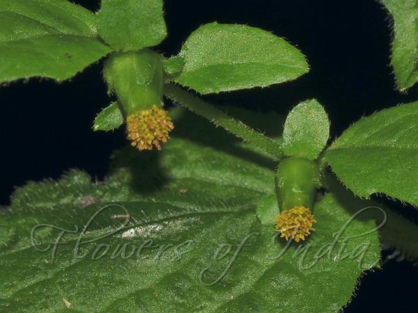 Carpesium trachelifolium - Rough-Leaf Pig's Head