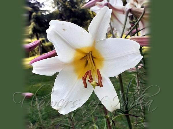 Lilium regale - Royal Lily