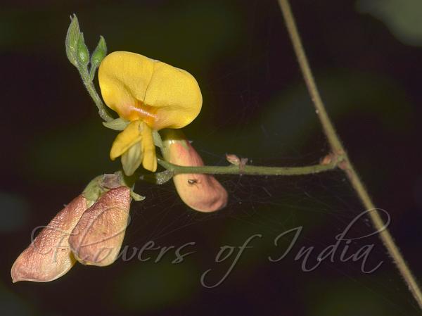 Dunbaria ferruginea - Rusty Dunbaria