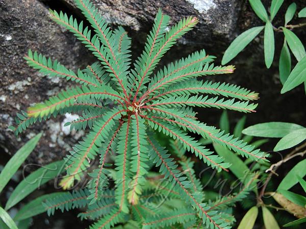 Phyllanthus singampattianus - Singampatti Leaf-Flower