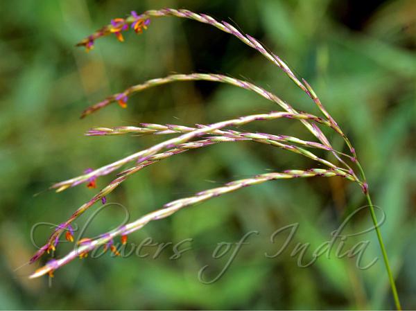 Arthraxon hispidus - Small Carpetgrass