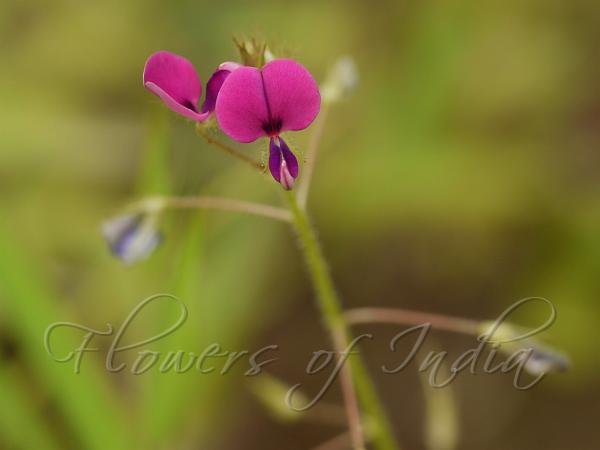 Alysicarpus parviflorus - Small-Flowered Alyce Clover
