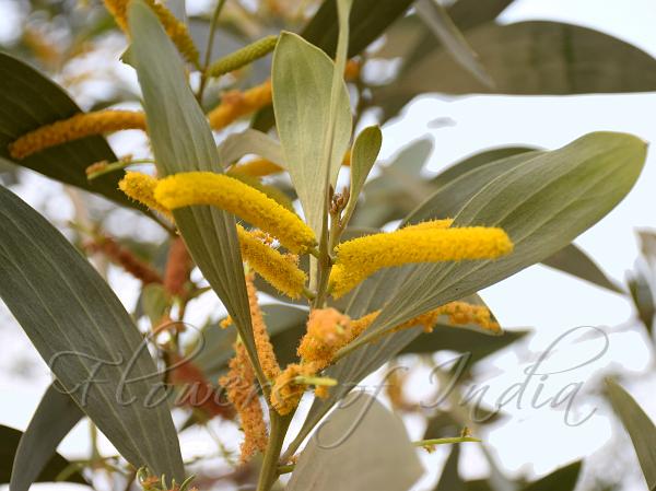 Acacia holosericea - Soapbush Wattle