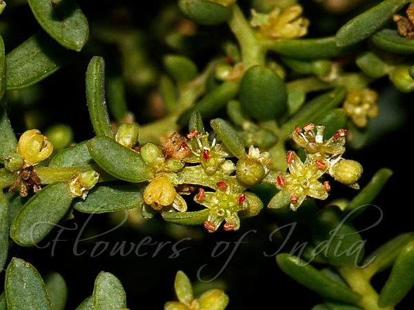 Suaeda monoica - South-Indian Seepweed