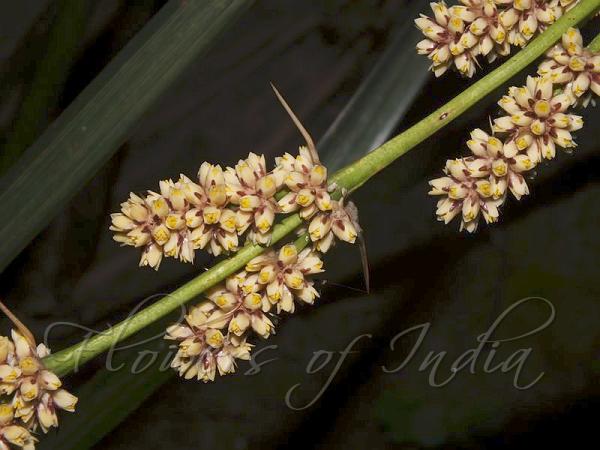 Lomandra longifolia - Spiky-Headed Mat-Rush