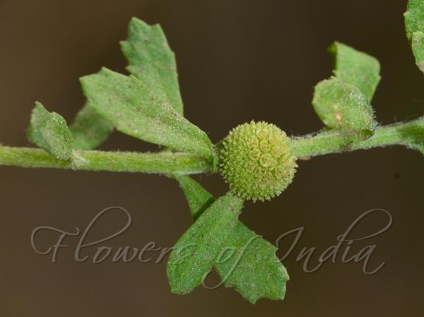 Centipeda minima - Spreading Sneeze Weed