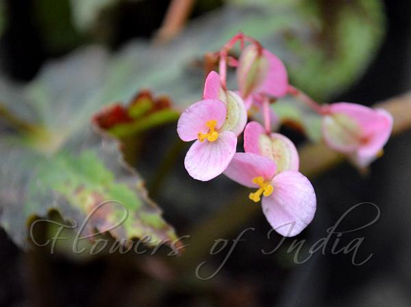 Begonia heracleifolia - Star Begonia