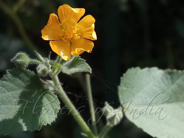 Abutilon ramosum - Sticky Indian Mallow