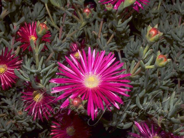 Lampranthus spectabilis - Trailing Ice Plant
