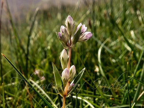 Gentianella tumailica - Tumail Gentian