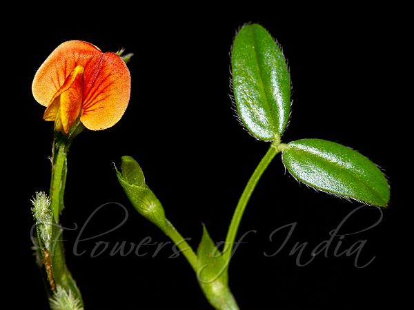 Zornia diphylla - Two-Leaf Zornia