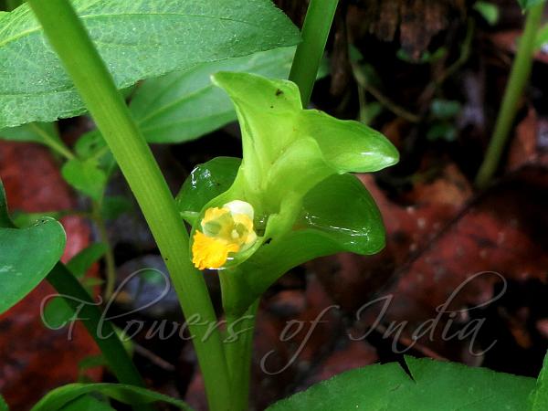 Curcuma vamana - Vaman Turmeric