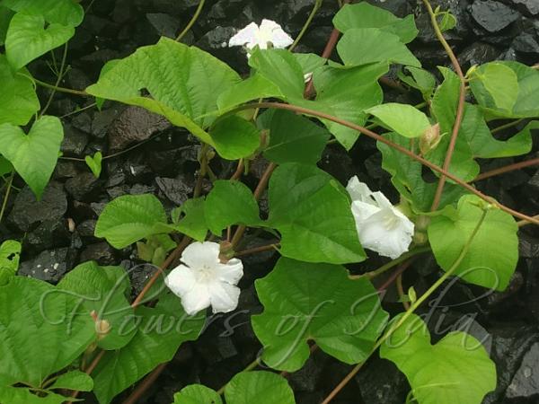 Operculina ventricosa - Ventricose Morning Glory