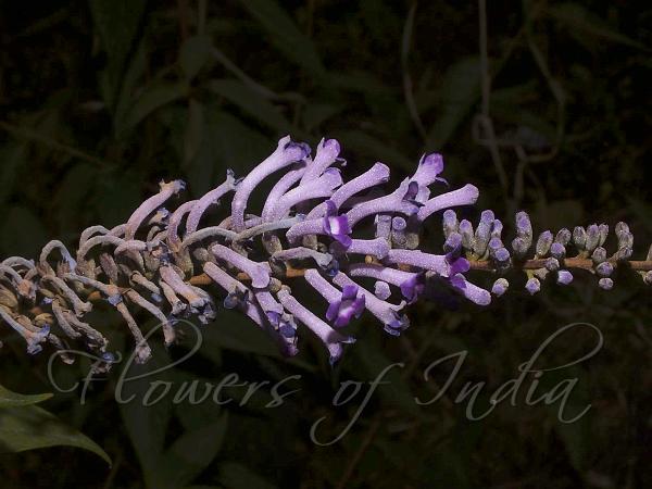 Buddleja lindleyana - Weeping Butterfly Bush